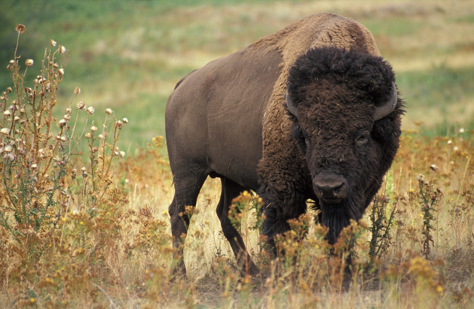 The American Bison: A Symbol of the Great Plains - Mitt vs Fact
